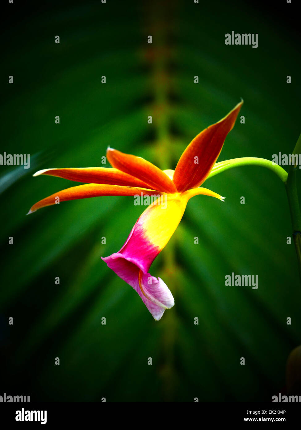 Phaius orchid hi-res stock photography and images - Alamy