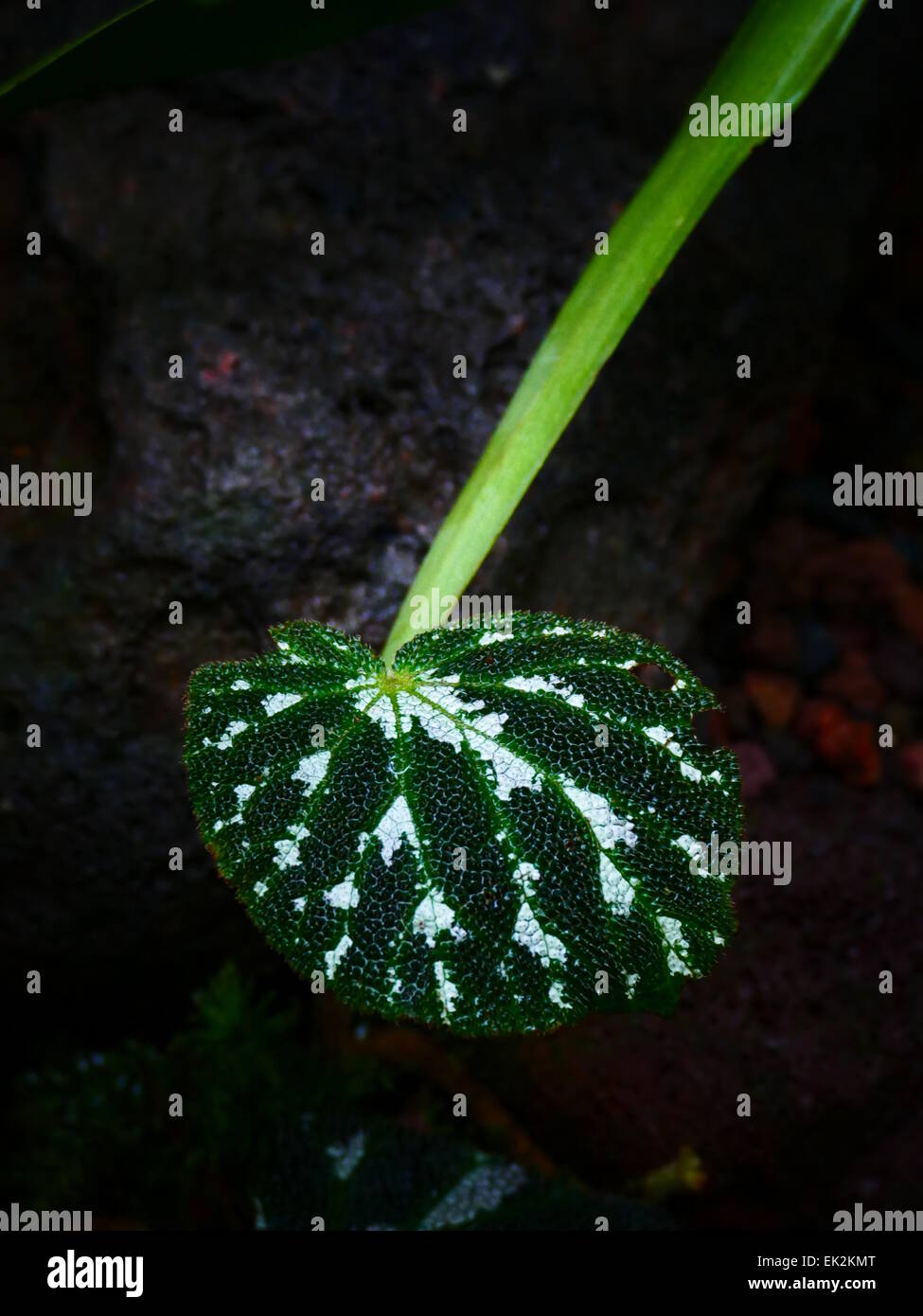 Tropical leaf in Rainforest Stock Photo - Alamy