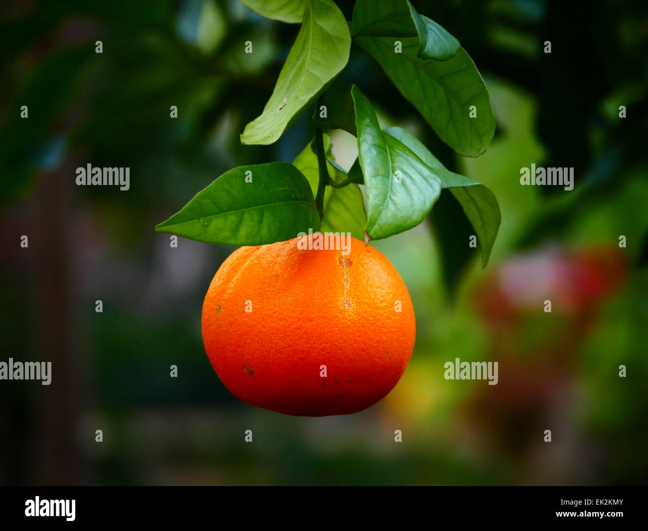 Chinese Mandarin fruits on tree Stock Photo - Alamy