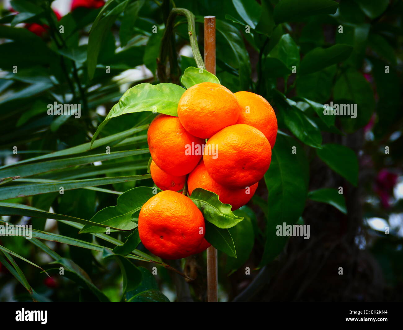 Chinese Mandarin fruits on tree Stock Photo - Alamy
