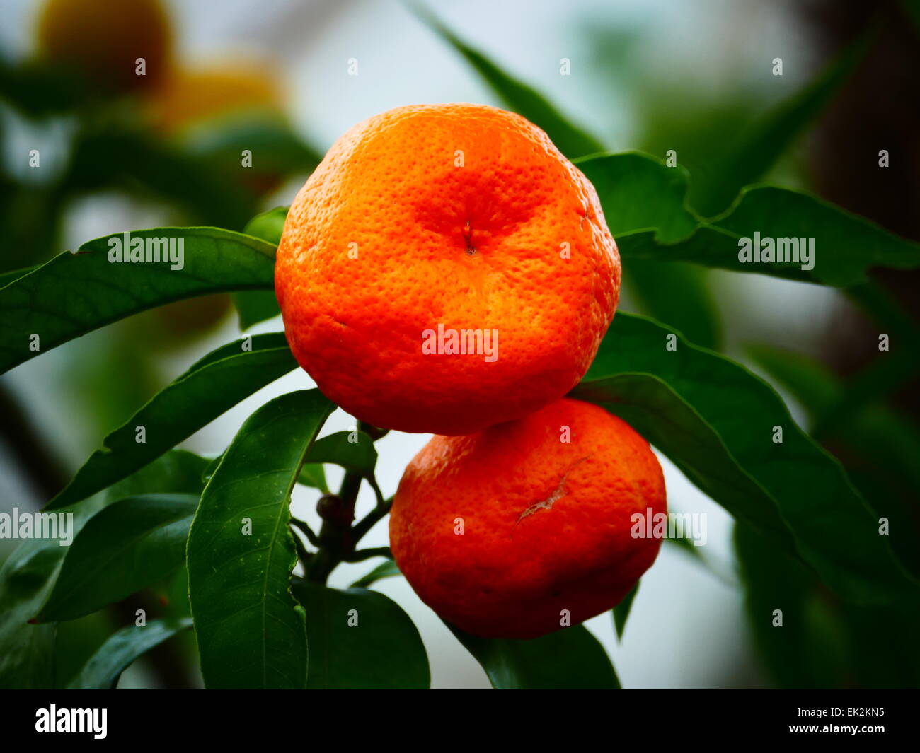 Chinese Mandarin fruits on tree Stock Photo - Alamy