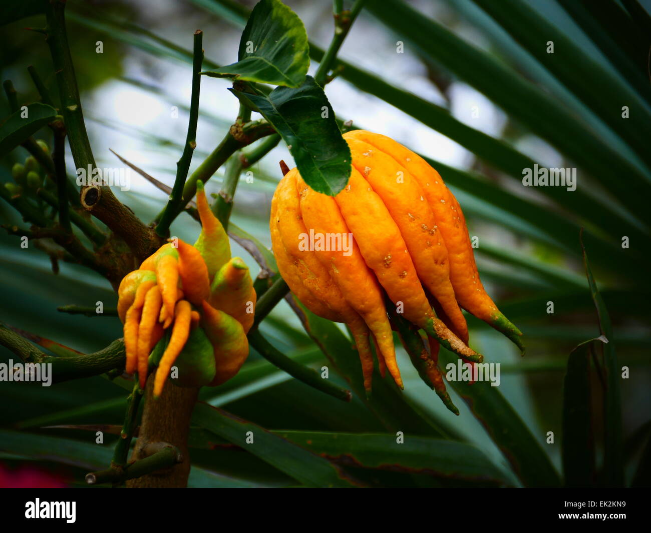 Buddhas hand fruit hi-res stock photography and images - Alamy