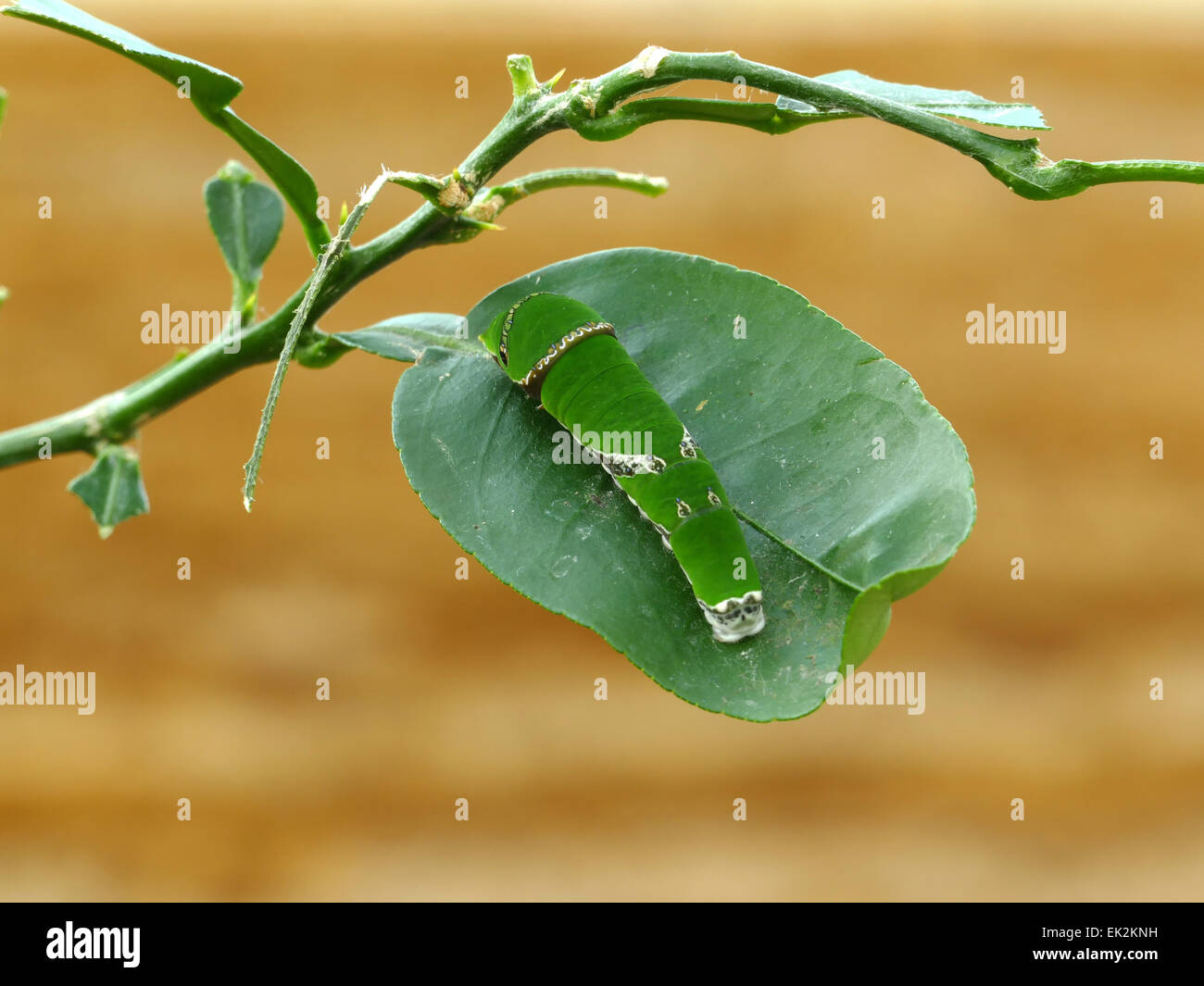 Fragile butterfly lava caterpillar on citron leaf Stock Photo - Alamy