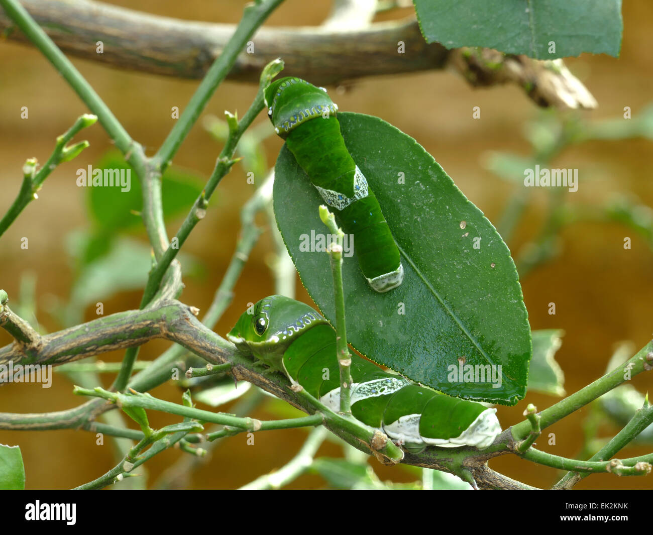 Fragile butterfly lava caterpillar on citron leaf Stock Photo - Alamy