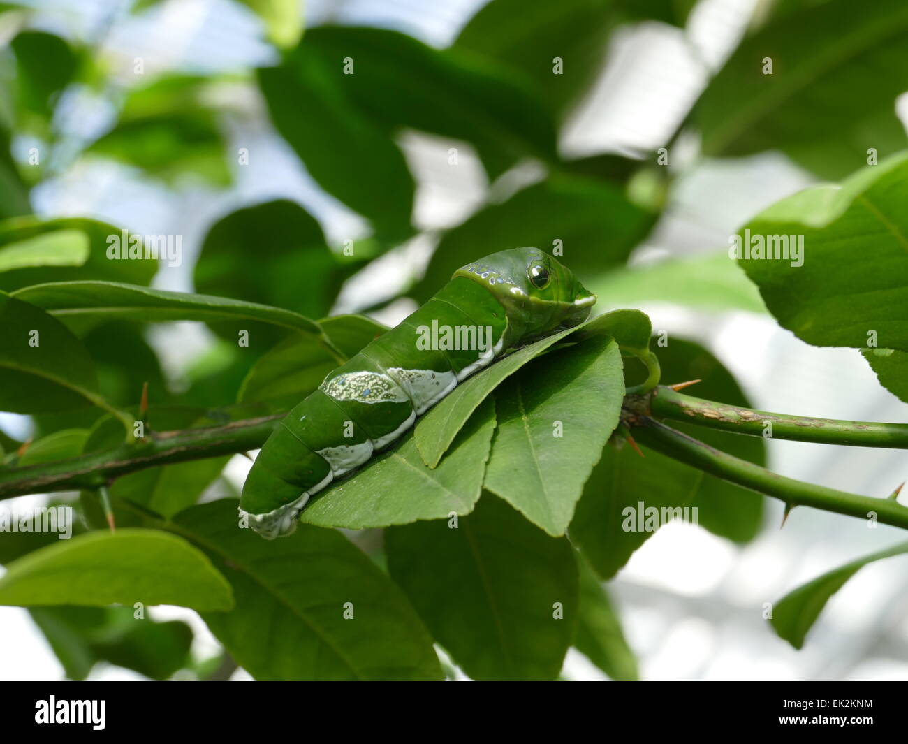 Fragile butterfly lava caterpillar on citron leaf Stock Photo - Alamy