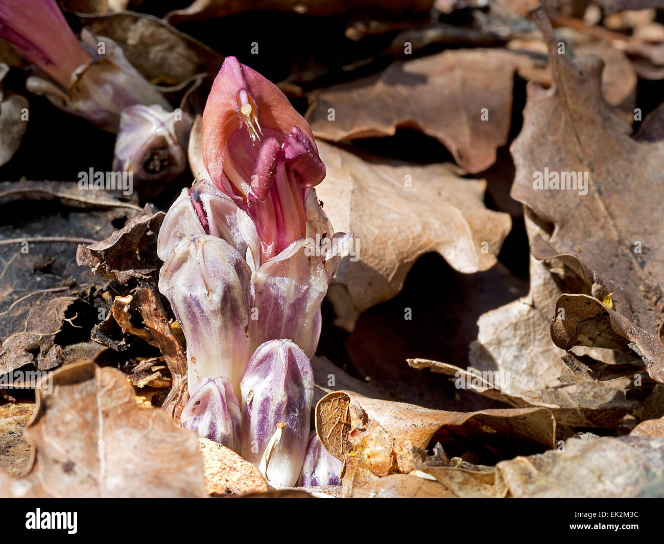 Lathraea clandestina - Purple toothwort Stock Photo - Alamy