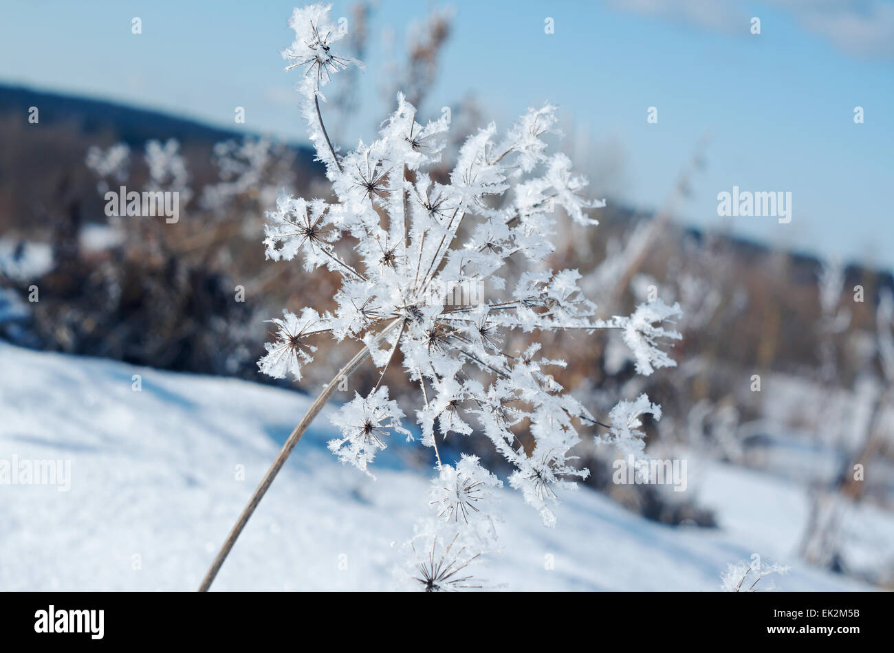 Winter scene .Frozenned flower close up Stock Photo - Alamy