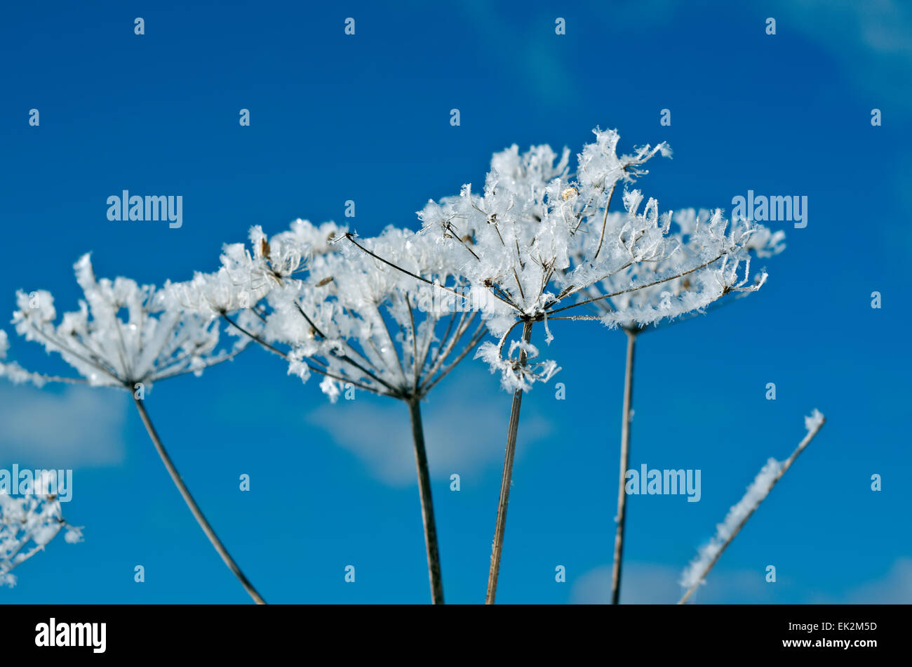 Winter scene .Frozenned flower close up Stock Photo - Alamy