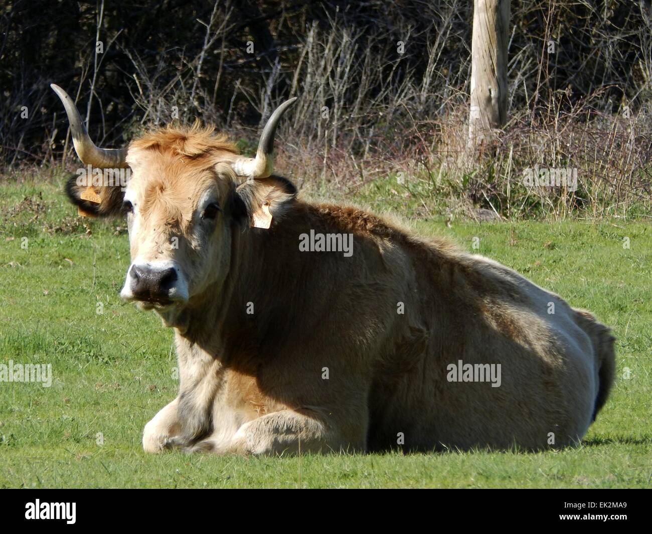 Brown Cow With Horns High Resolution Stock Photography and Images - Alamy