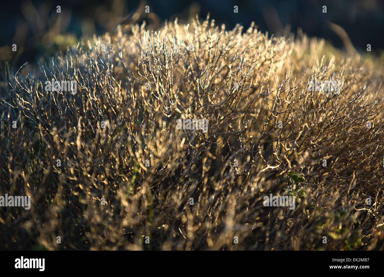 Wind resisting plants hi-res stock photography and images - Alamy