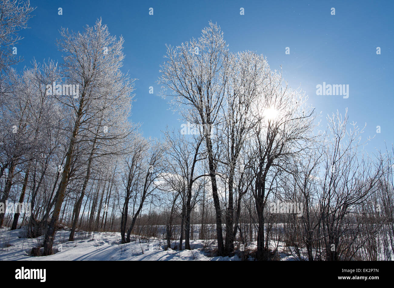 Winter landscape. frozen trees. a bright sunny day Stock Photo - Alamy