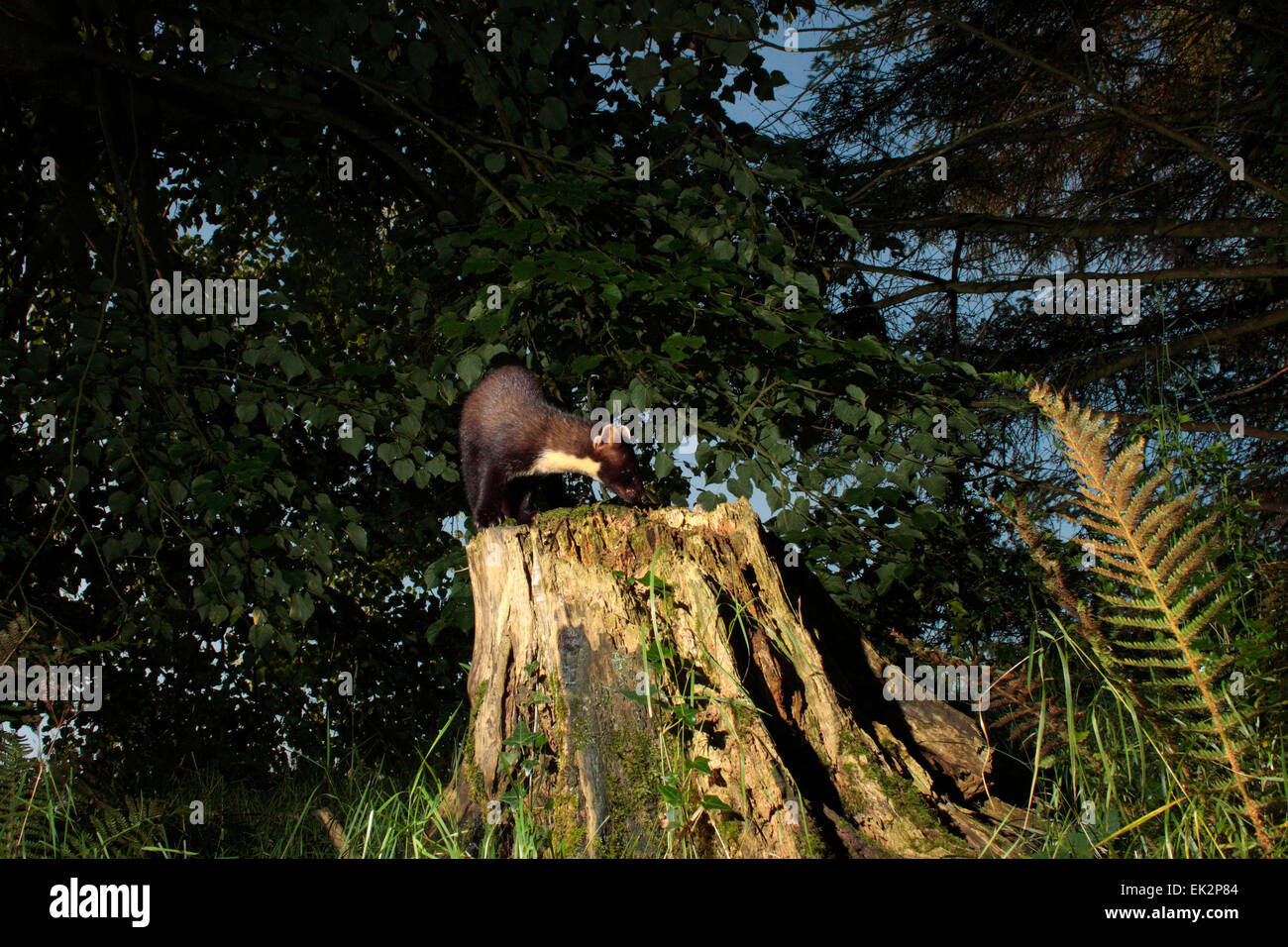 Marten family hi-res stock photography and images - Alamy