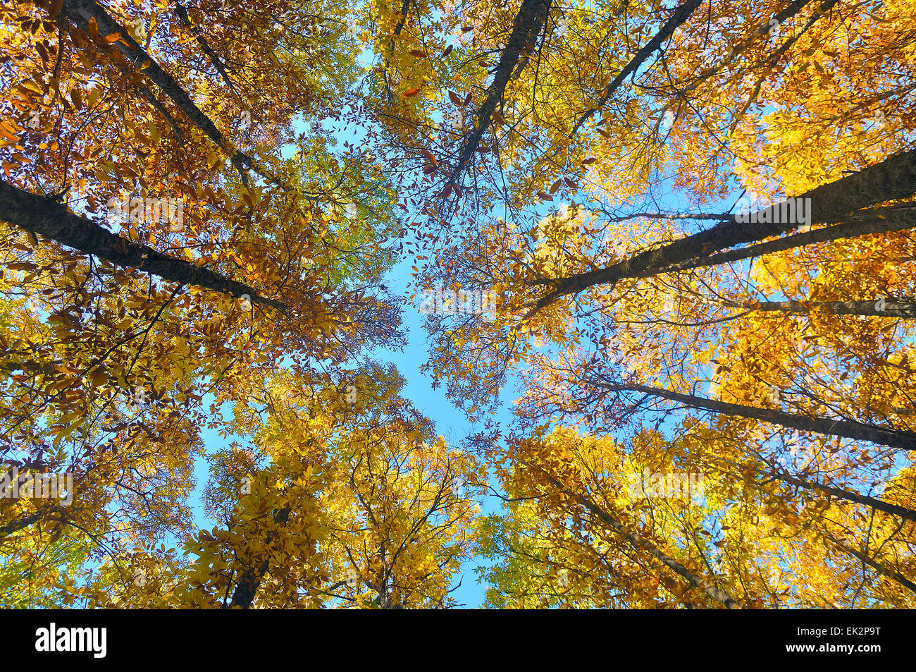 Chestnut grove hi-res stock photography and images - Alamy