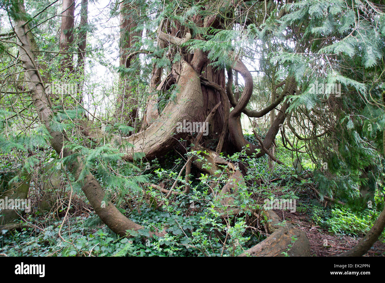 An Old Tree Stock Photo - Alamy