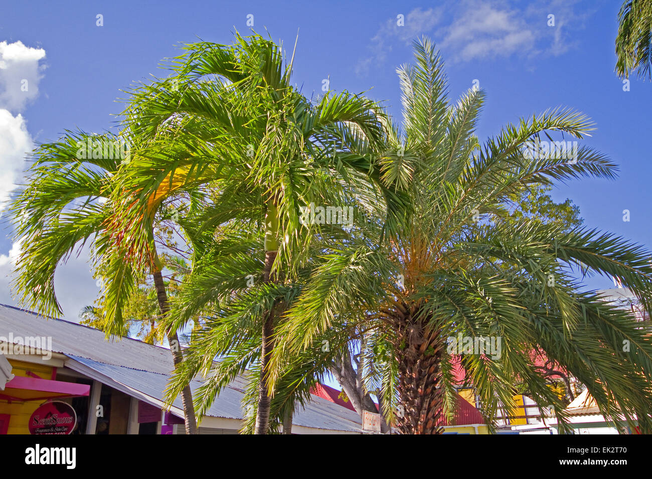 Palm trees in Antigua in the Caribbean Stock Photo - Alamy