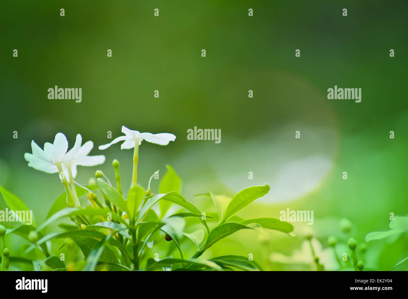 Soft light white flower hi-res stock photography and images - Alamy