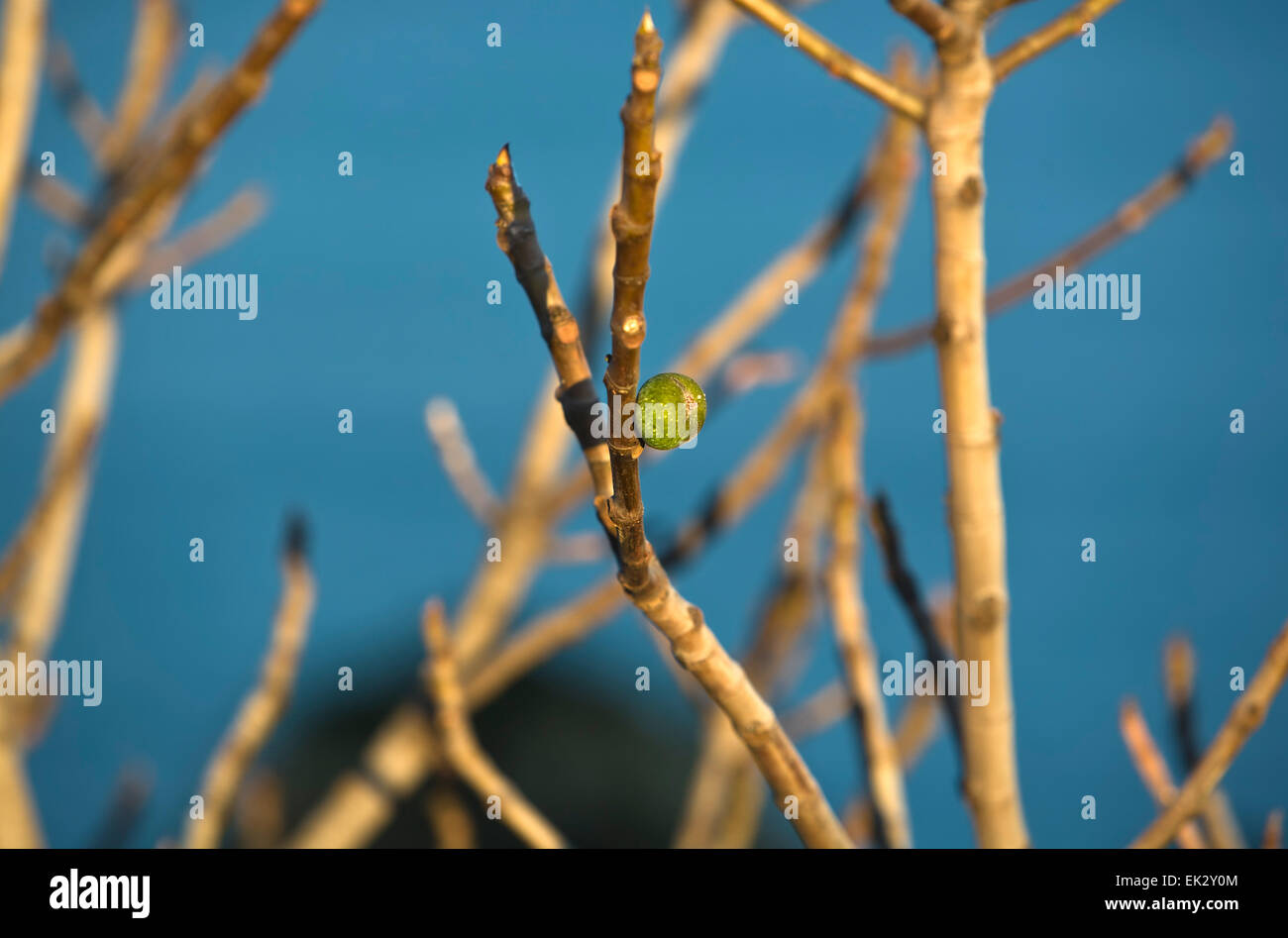 Single fig tree hi-res stock photography and images - Alamy