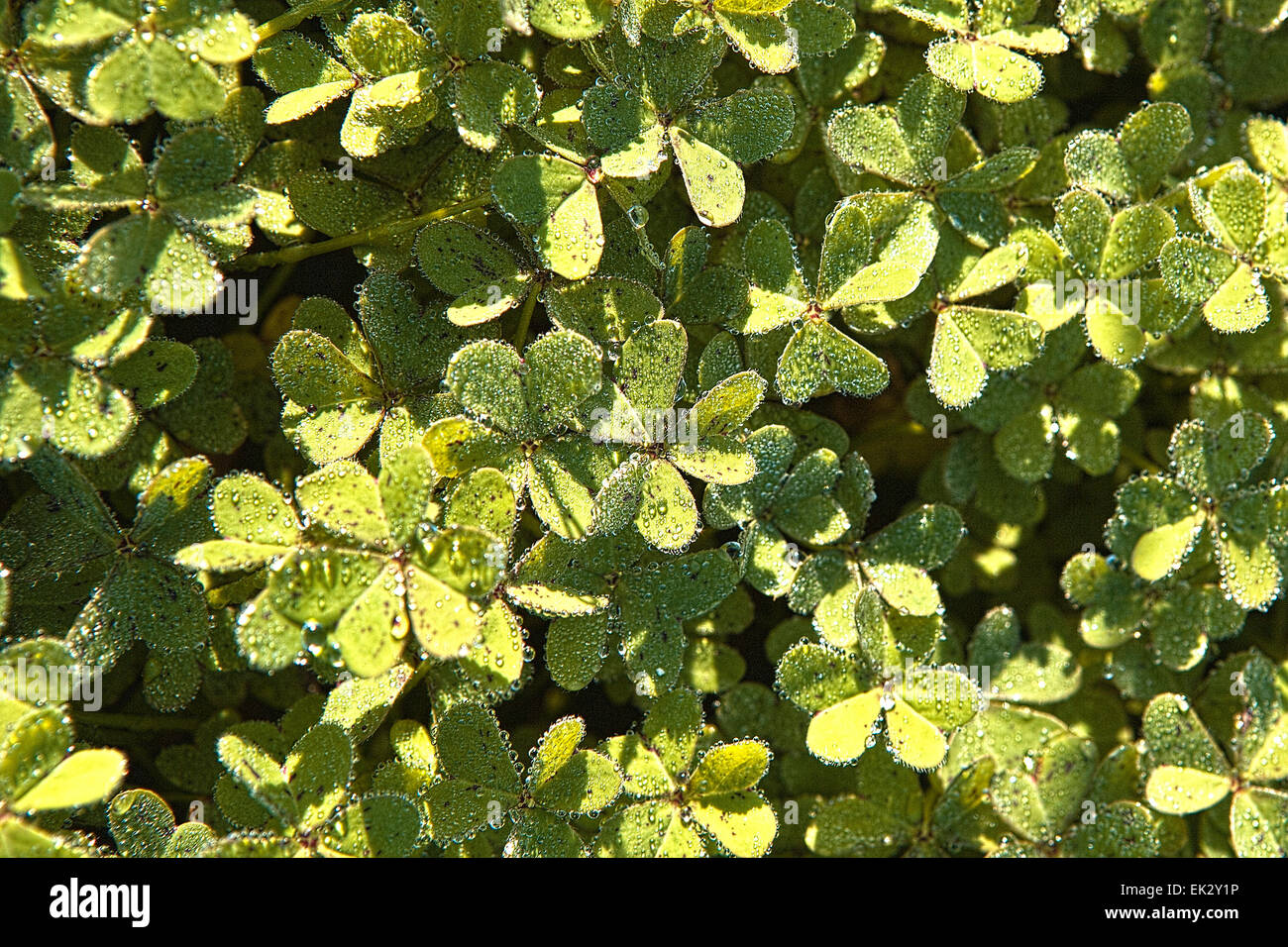 Carpet clover hi-res stock photography and images - Alamy
