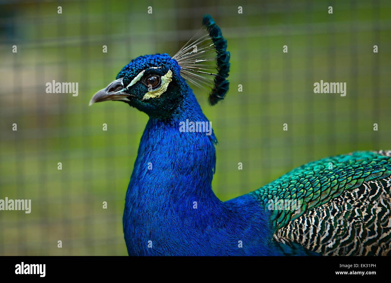 Male indian peafowl hi-res stock photography and images - Alamy