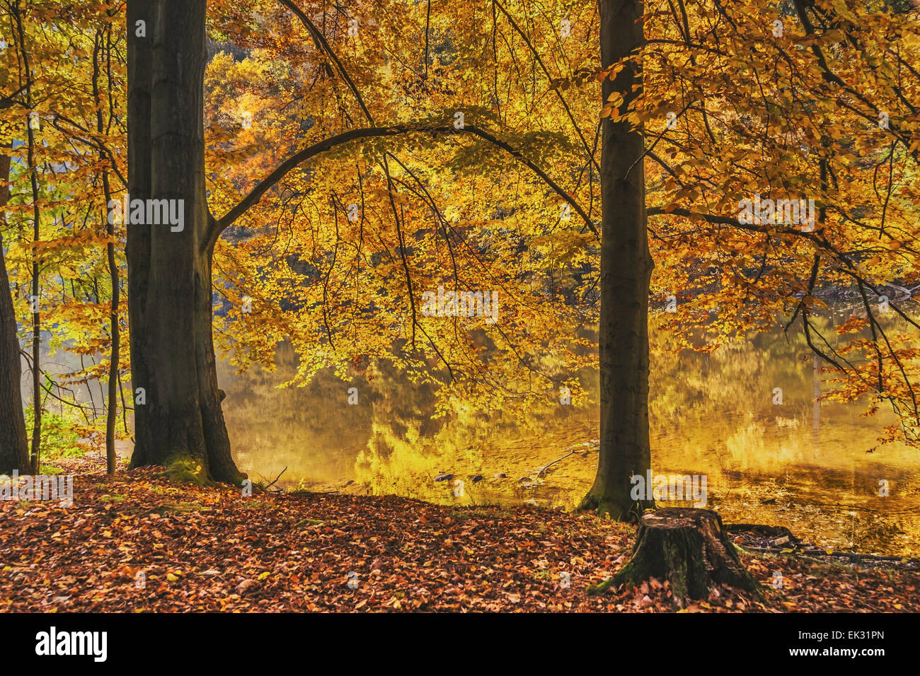 German Forest in the autumn Stock Photo - Alamy