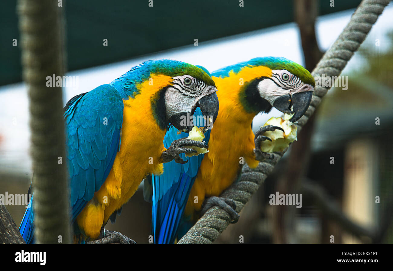 Pair apple hi-res stock photography and images - Alamy