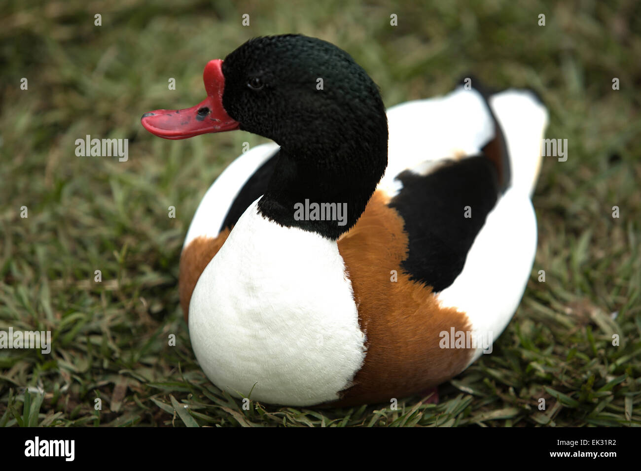Beautiful red bird southern hi-res stock photography and images - Alamy