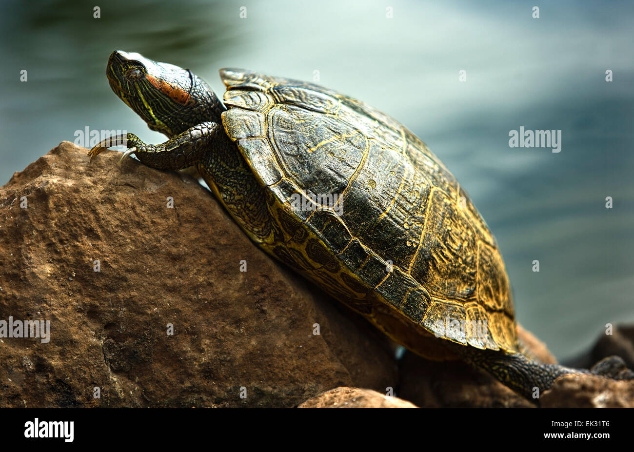 Red ear slider turtle hi-res stock photography and images - Alamy