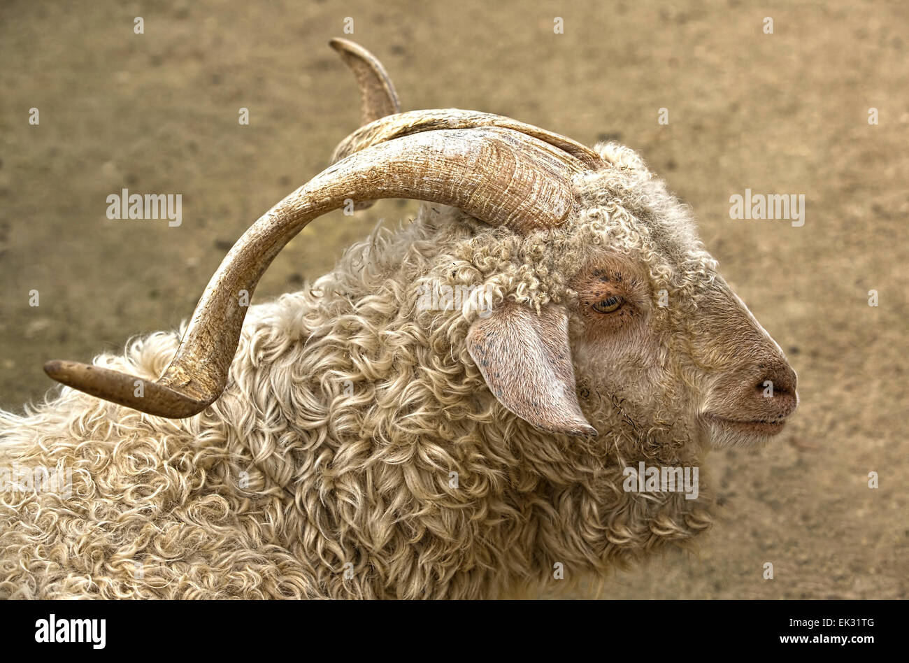 The Angora goat is a breed of domestic goat that originated in Ankara ...