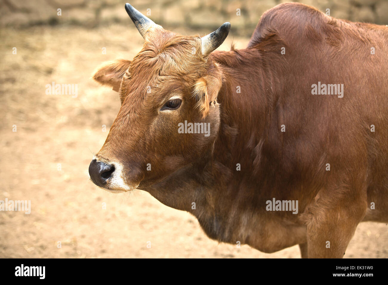 The name of zebu was originally Bos indicus, but they are now more ...