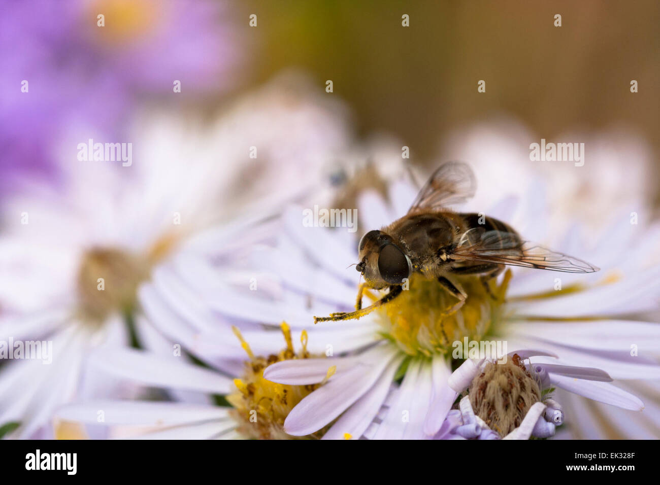Hoverfly on an aster flower covered in pollen Stock Photo - Alamy