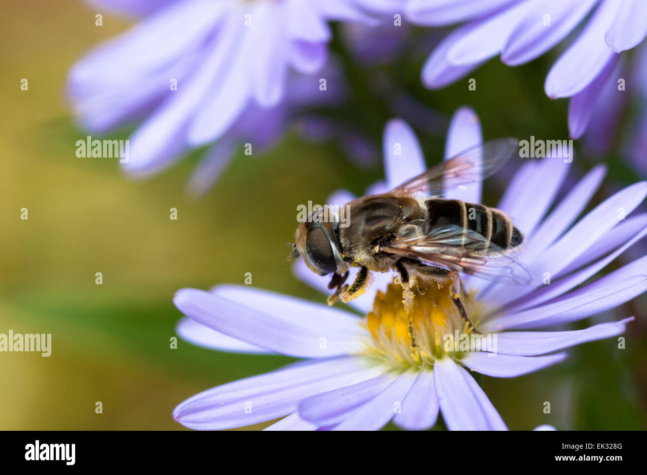 Hoverfly on an aster flower covered in pollen Stock Photo - Alamy