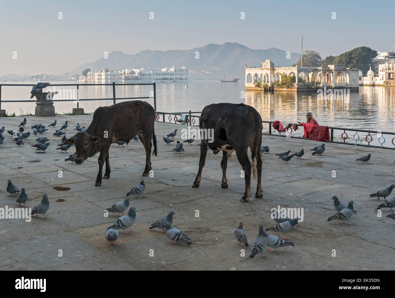 Cows and Pigeons at Gangaur Ghat, Udaipur, Rajasthan, India Stock Photo ...