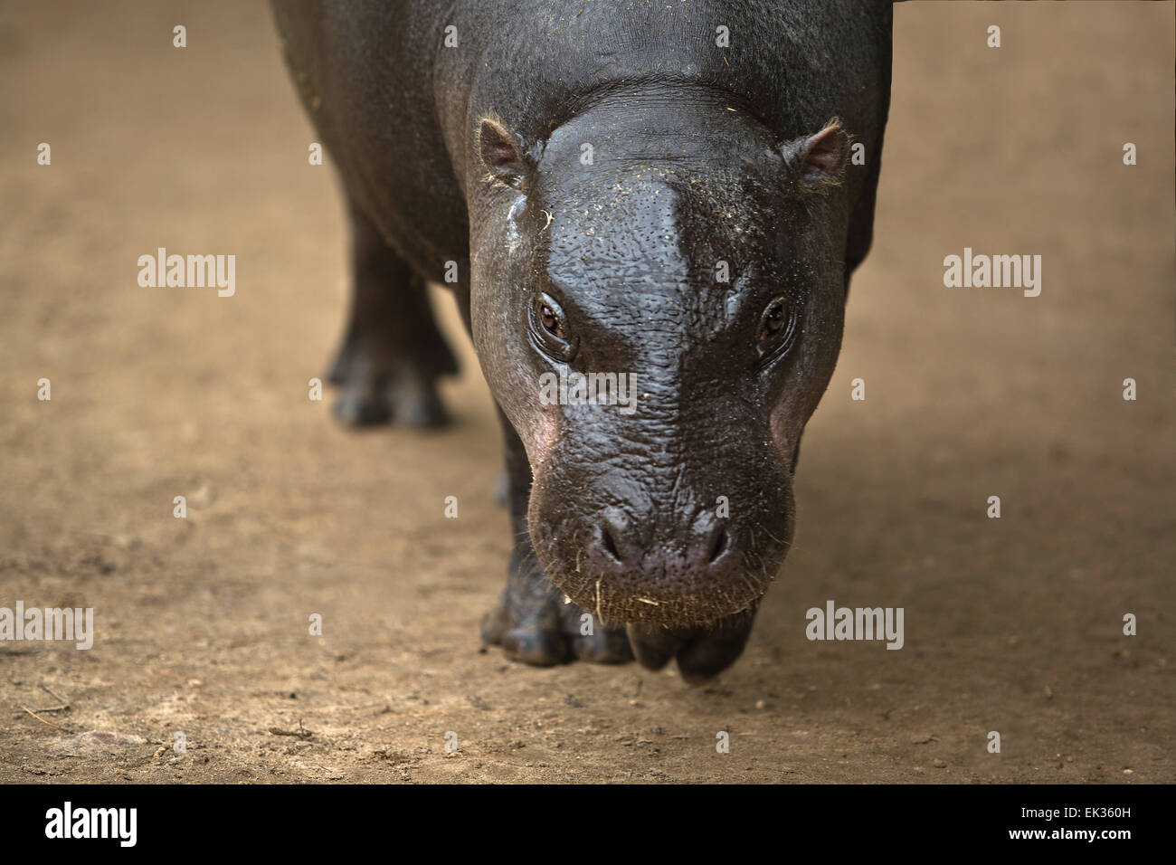 Walking one wet small Hippopotamus pygmy Stock Photo - Alamy
