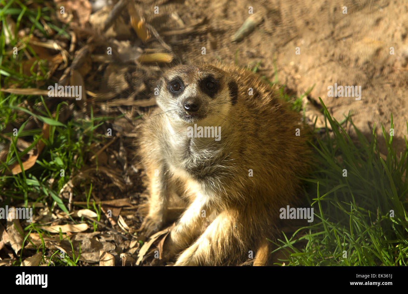 Funny suricata hi-res stock photography and images - Alamy