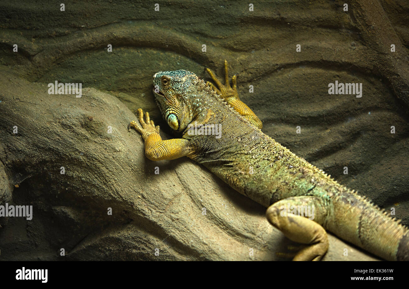Sad lazy Iguana lying along a branch Stock Photo - Alamy