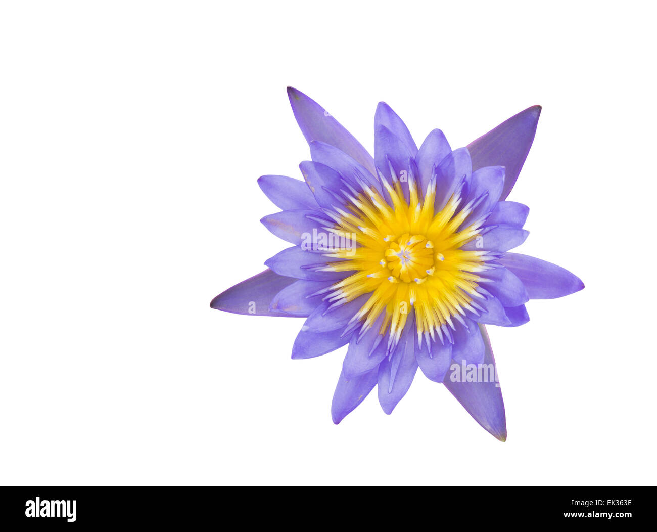 Single purple lotus flower isolated on white background and clipping ...
