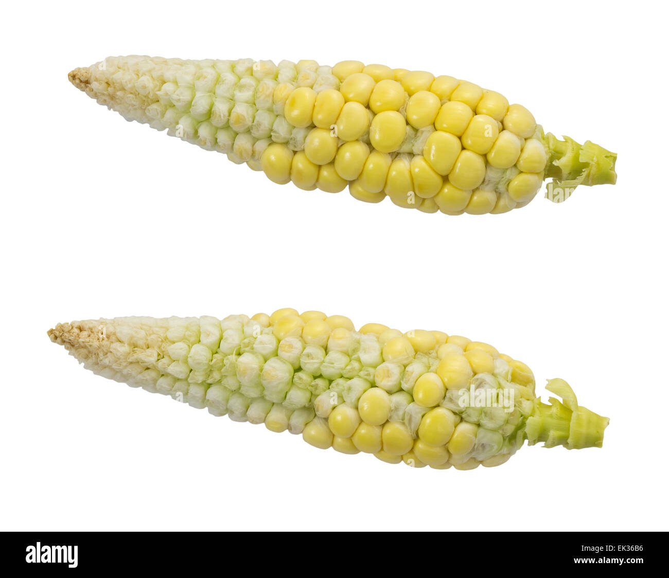 Young deficient corn, isolated on white background and clipping path ...