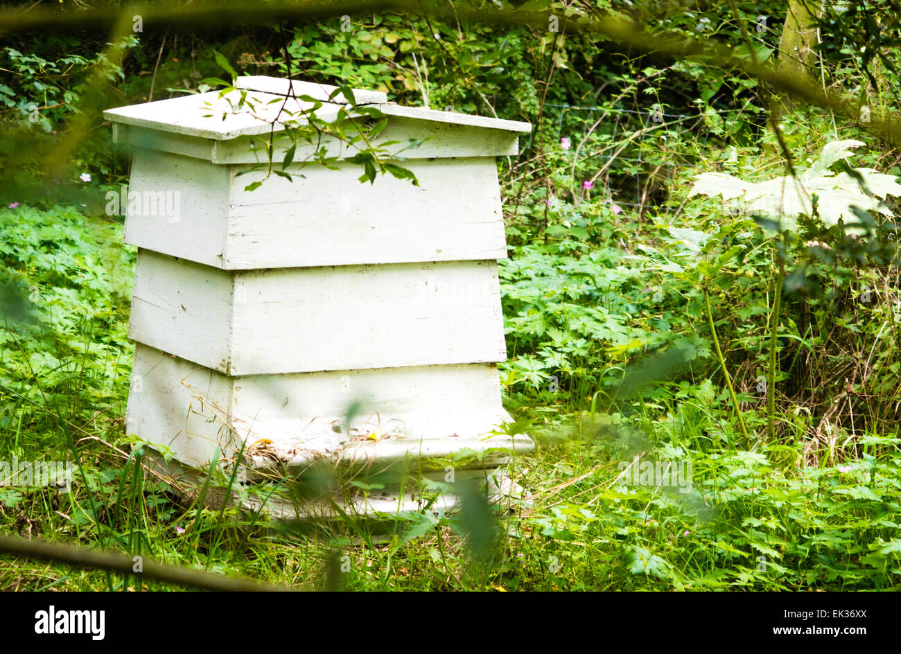 Old wooden beehive painted white in rural woodland setting Stock Photo ...