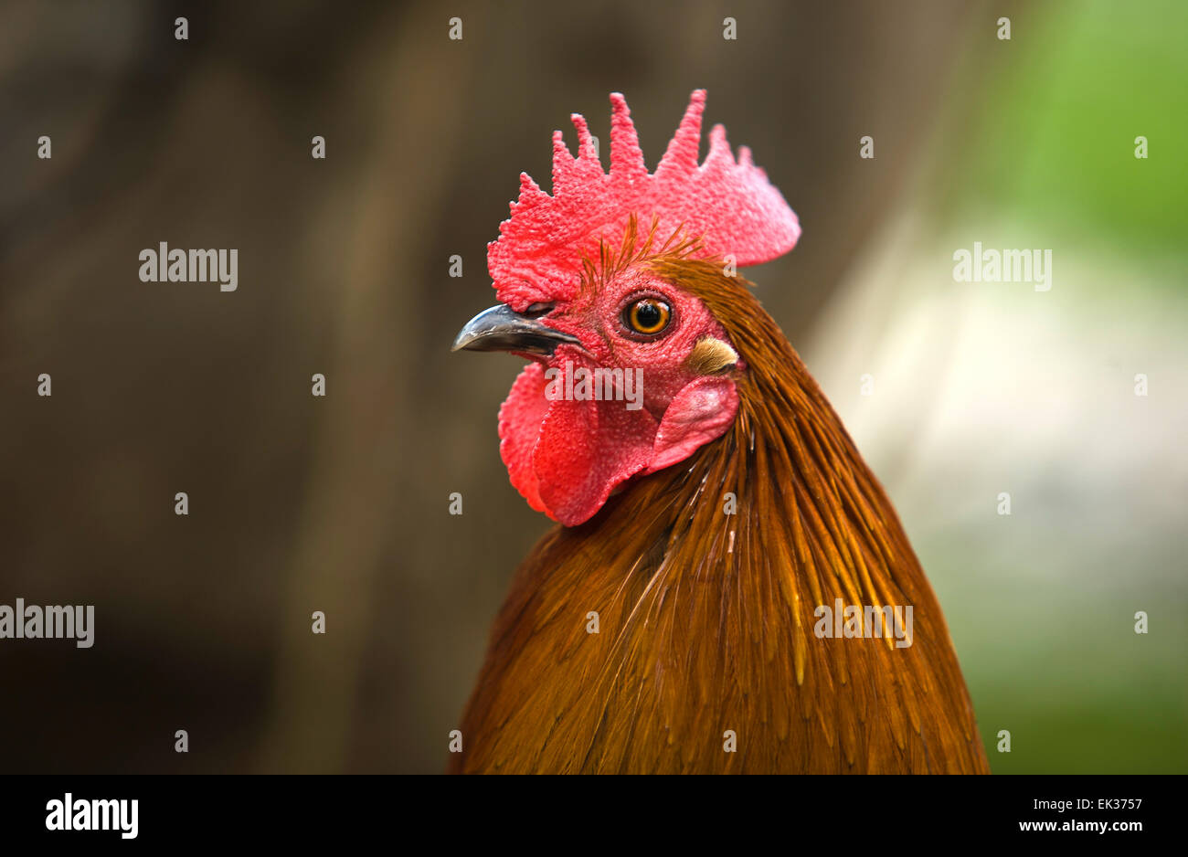 Red rooster. fowl feathers nature feather rural Stock Photo - Alamy