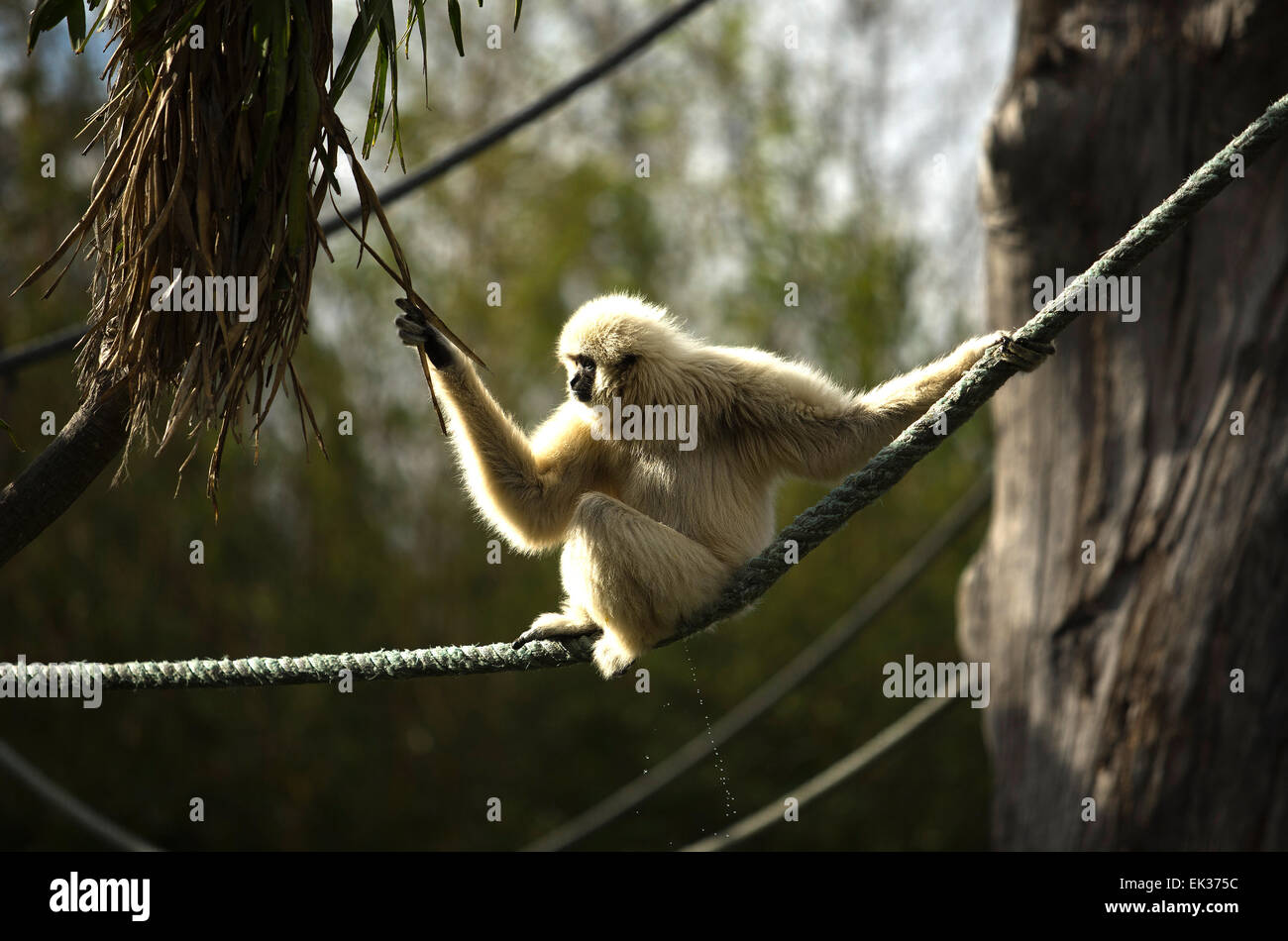 Asian gibbon hi-res stock photography and images - Alamy