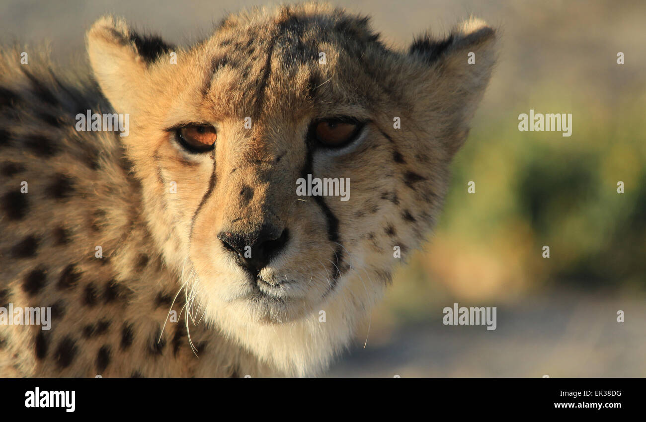 Cat stalks prey hi-res stock photography and images - Alamy