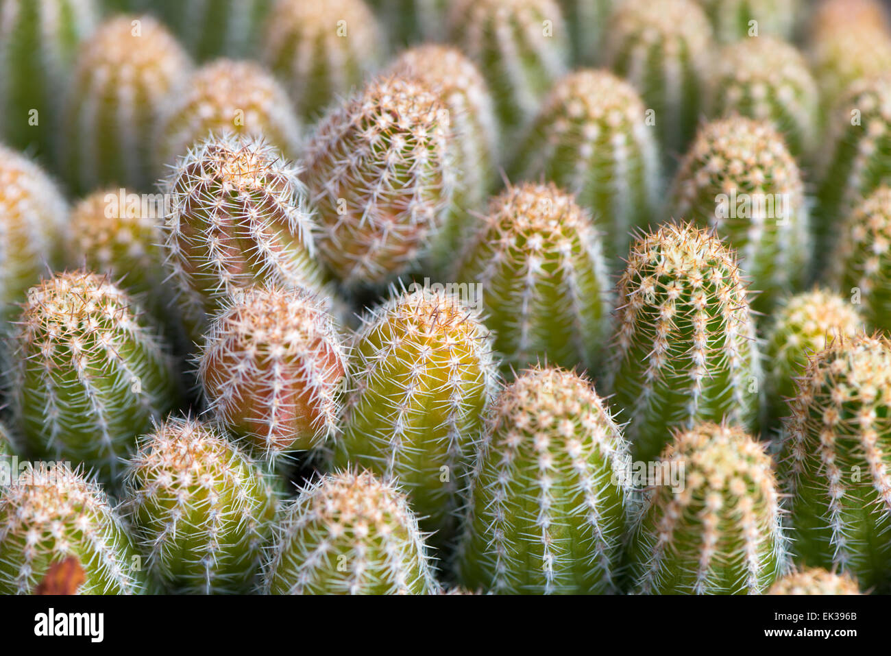 Plant macro texture hi-res stock photography and images - Alamy