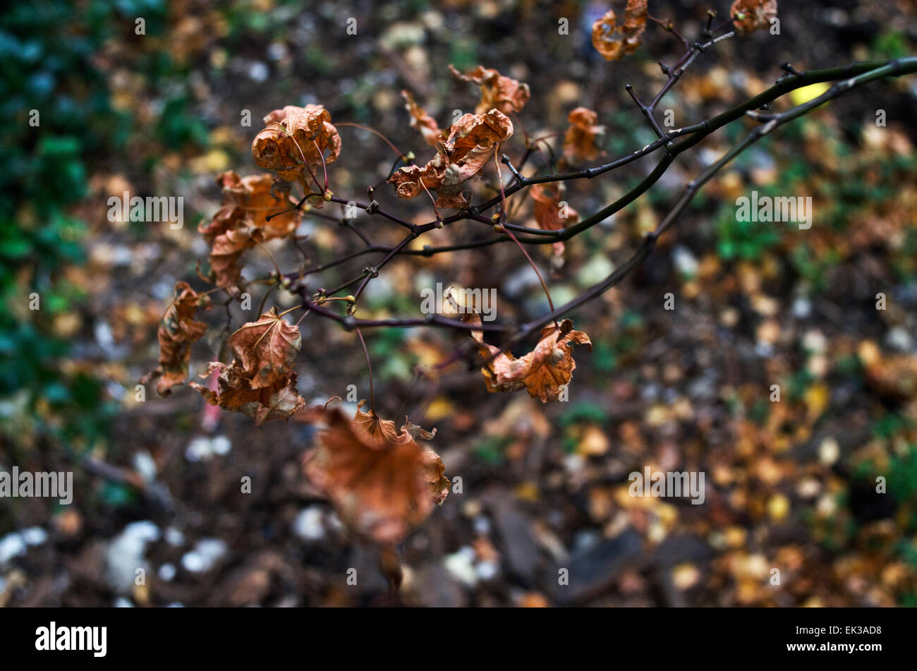 Crisp curled autumn leaves against a blurry leafy background of the ...