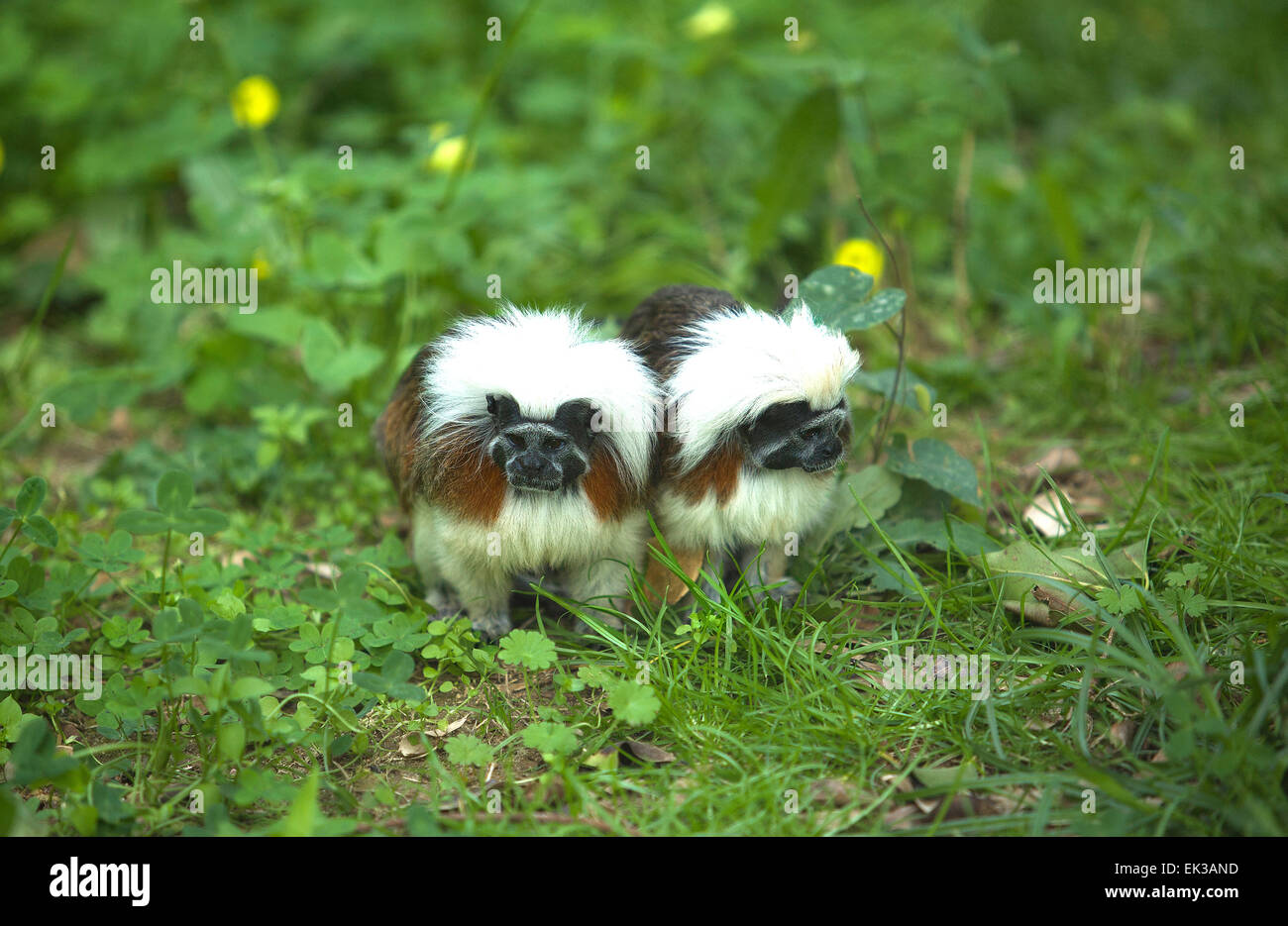 One of the bare-faced tamarins because of the lack of facial hai. It is ...