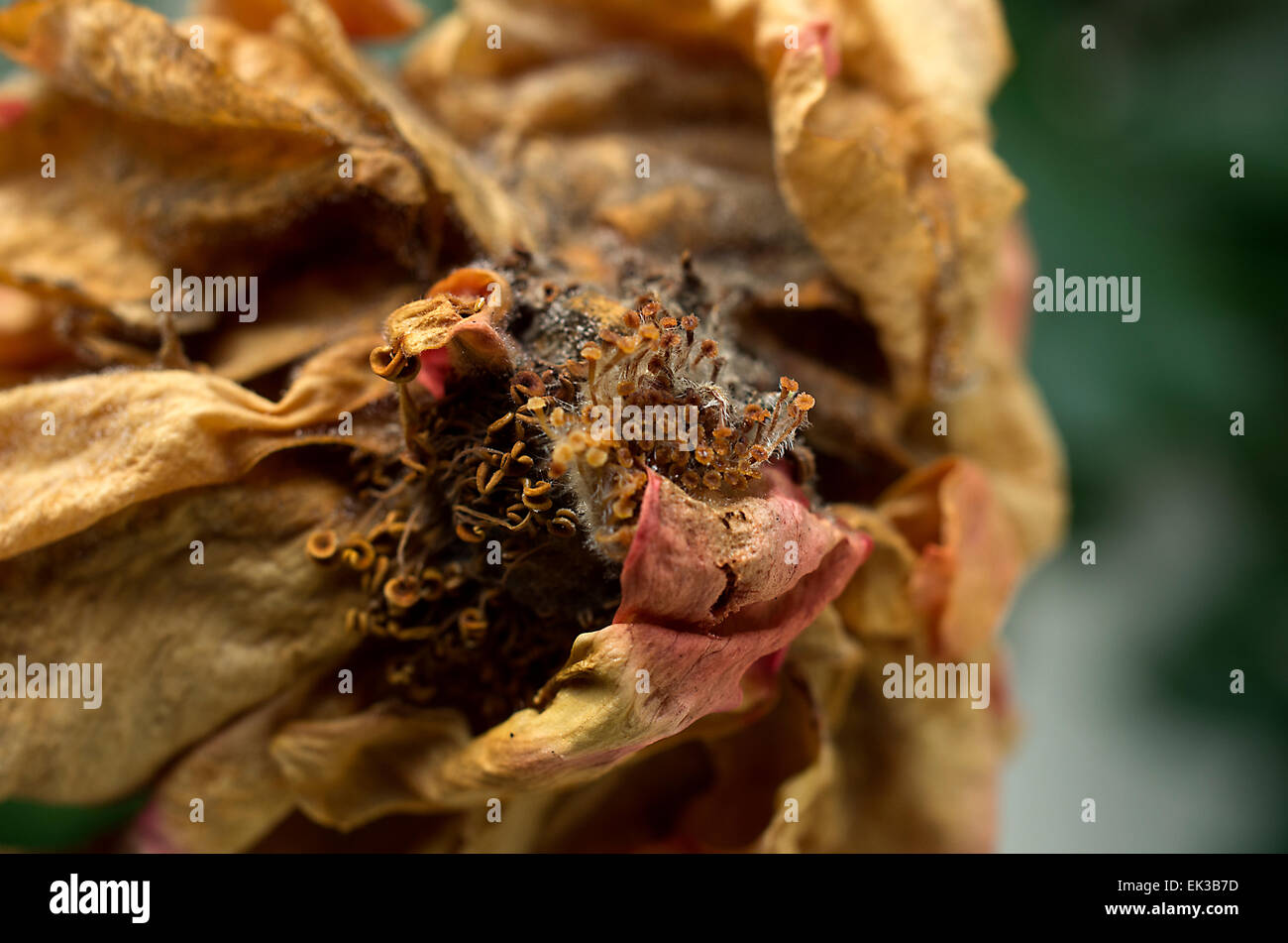 Dead rose decaying with beautiful yellowish colours Stock Photo - Alamy
