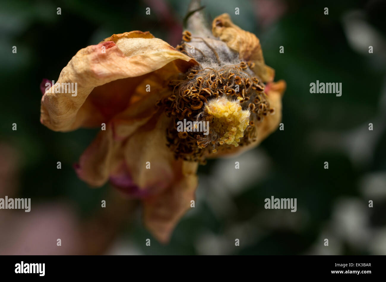 Dead rose decaying with beautiful colours Stock Photo - Alamy