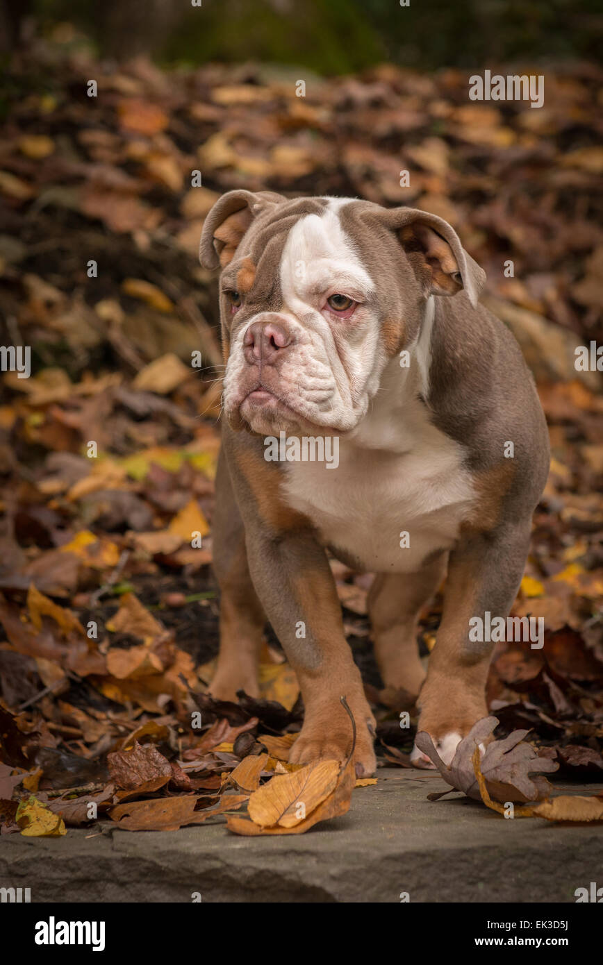 Purebred american bulldog hi-res stock photography and images - Alamy