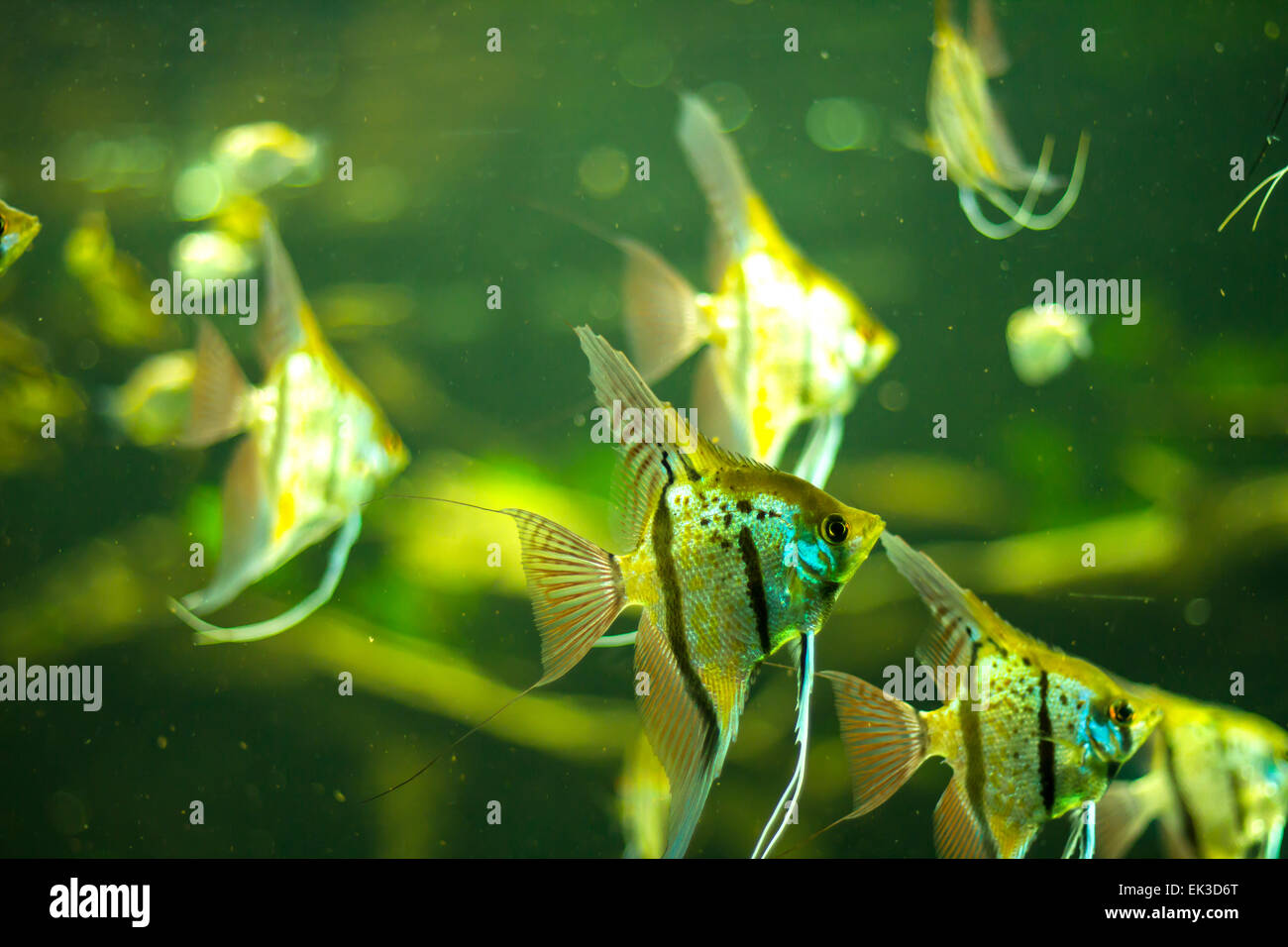 Underwater scene of ornamental fishes in an aquarium Stock Photo - Alamy