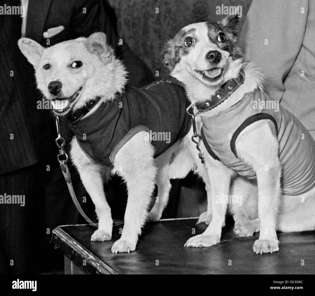 Soviet Space Dogs Stock Photos & Soviet Space Dogs Stock Images - Alamy