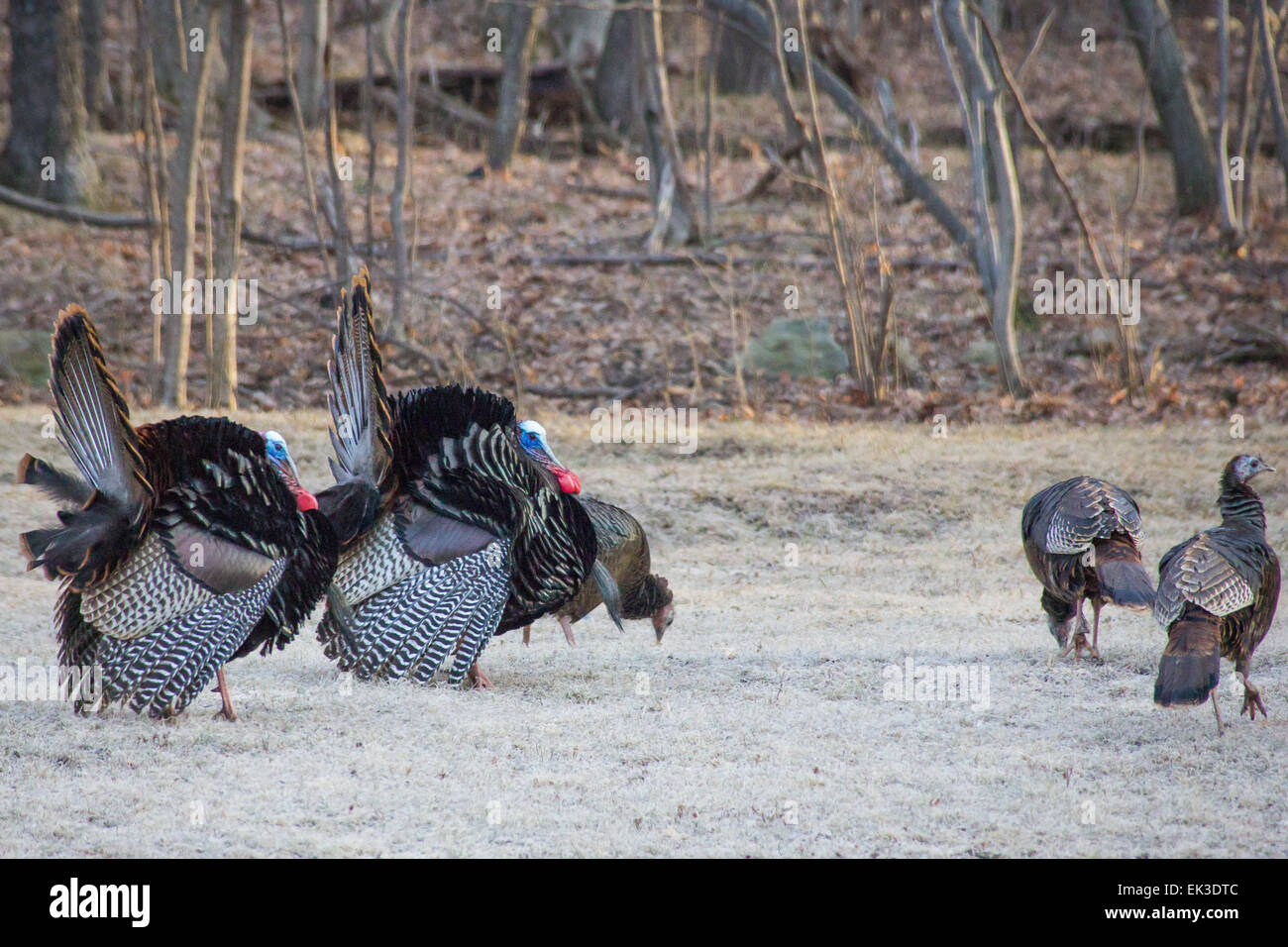 Eastern wild turkey strutting hi-res stock photography and images - Alamy